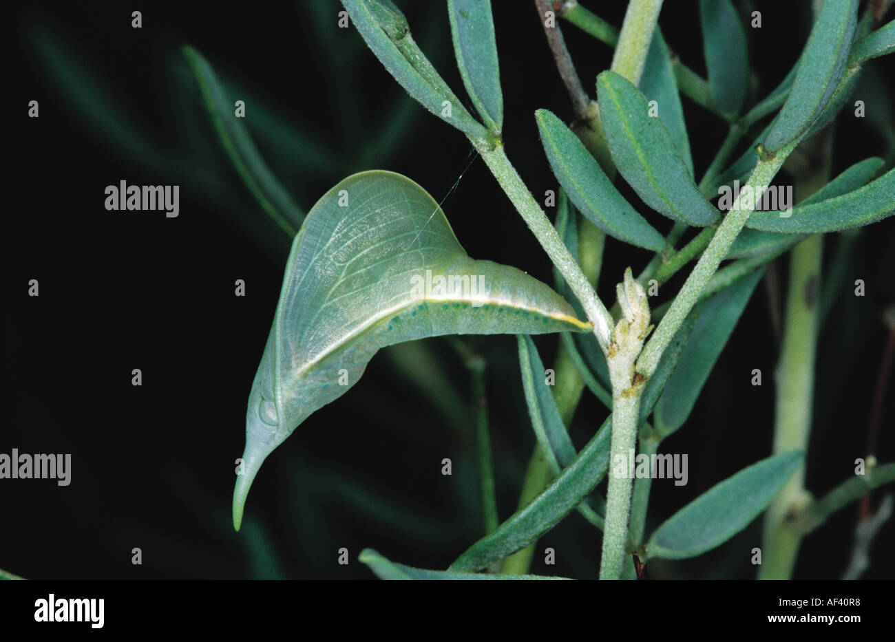 Cloudless Sulphur Pupa on introduced Senna plant Stock Photo - Alamy