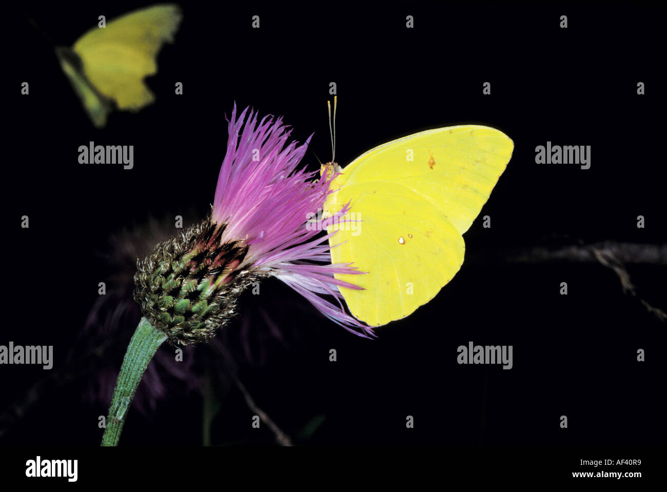 Cloudless sulfur butterfly hi-res stock photography and images - Alamy