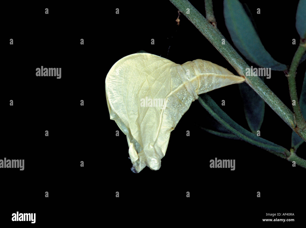 Cloudless Sulphur Pupa after emergence of butterfly Stock Photo - Alamy