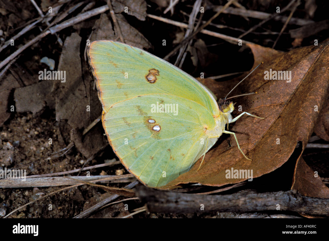 Cloudless sulfur butterfly hi-res stock photography and images - Alamy