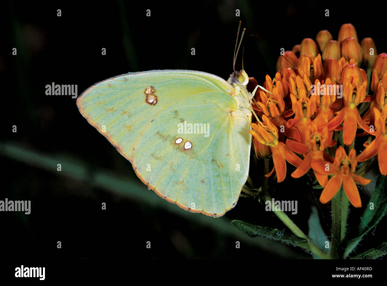 Cloudless sulfur butterfly hi-res stock photography and images - Alamy