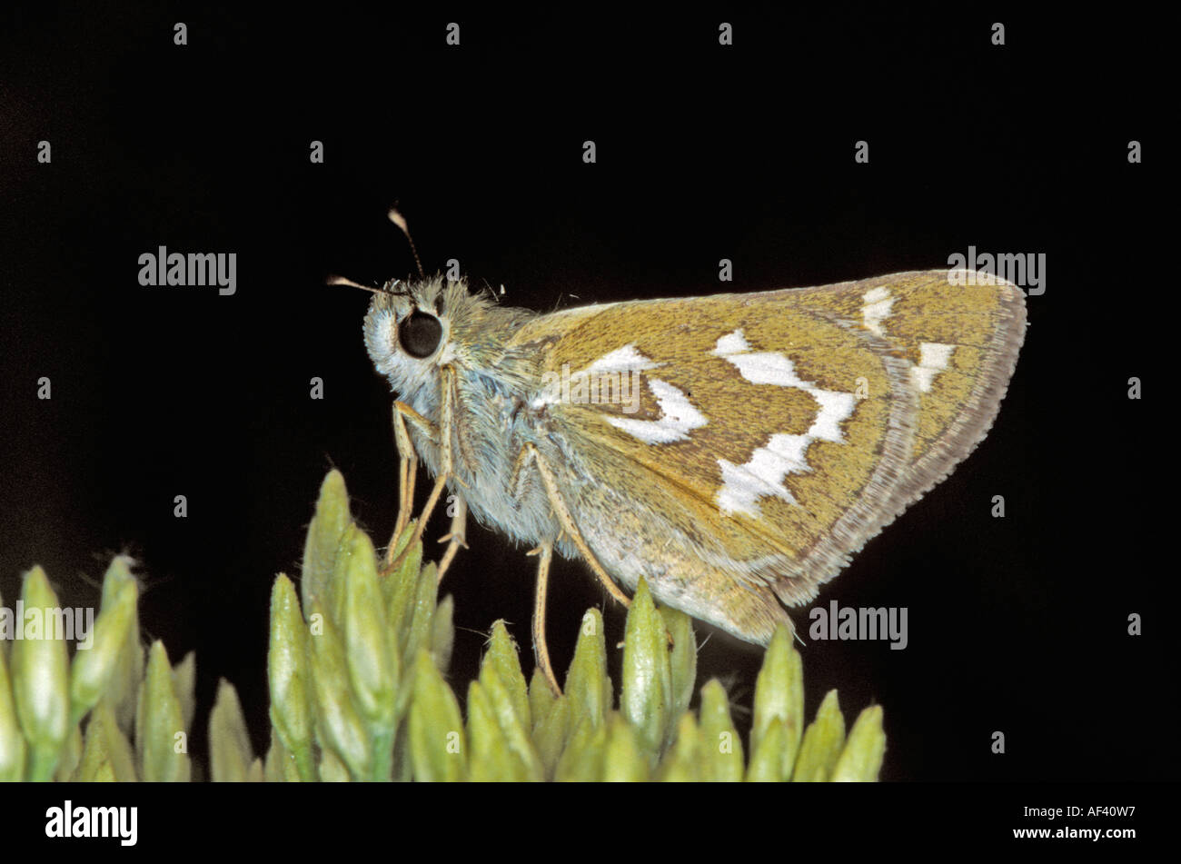 Common Branded Skipper Stock Photo - Alamy