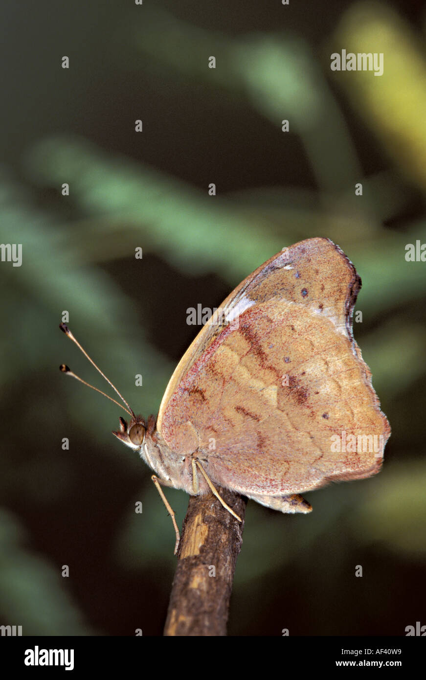 Common butterfly butterfly hi-res stock photography and images - Alamy