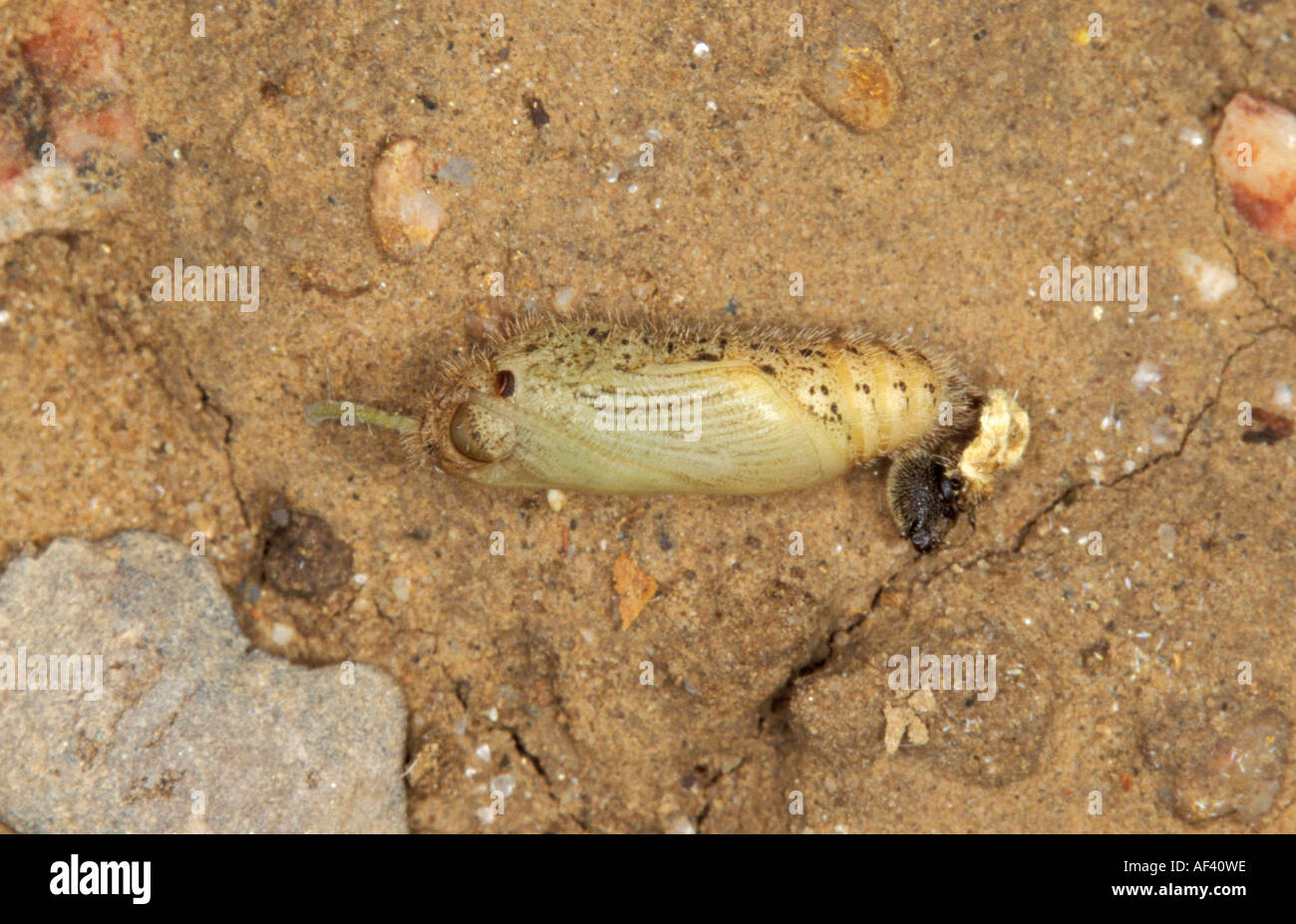 Common Checkered Skipper chrysalis Stock Photo - Alamy