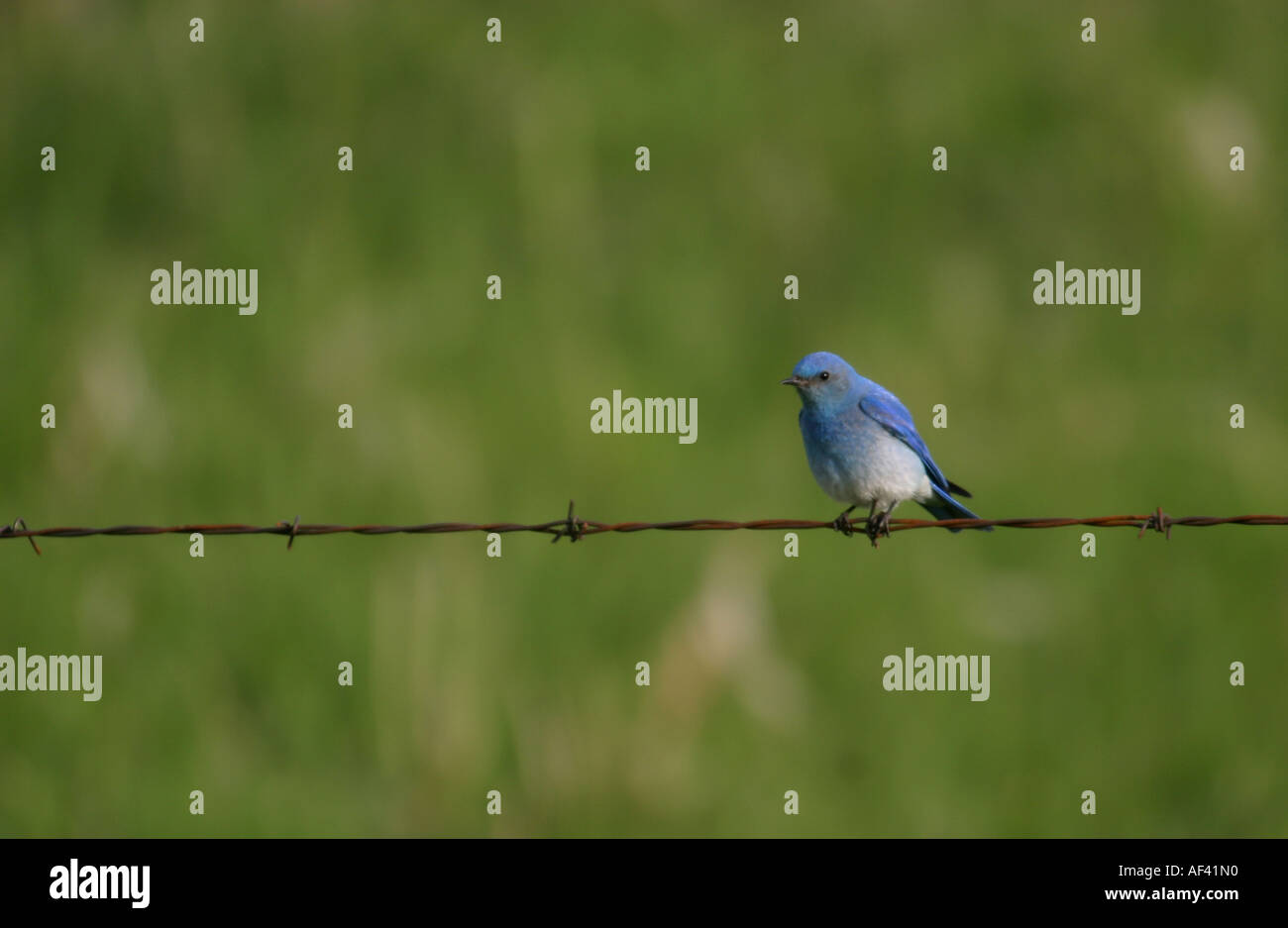 Birds of North America, Mountain bluebird, sialia currucoides, Alberta ...