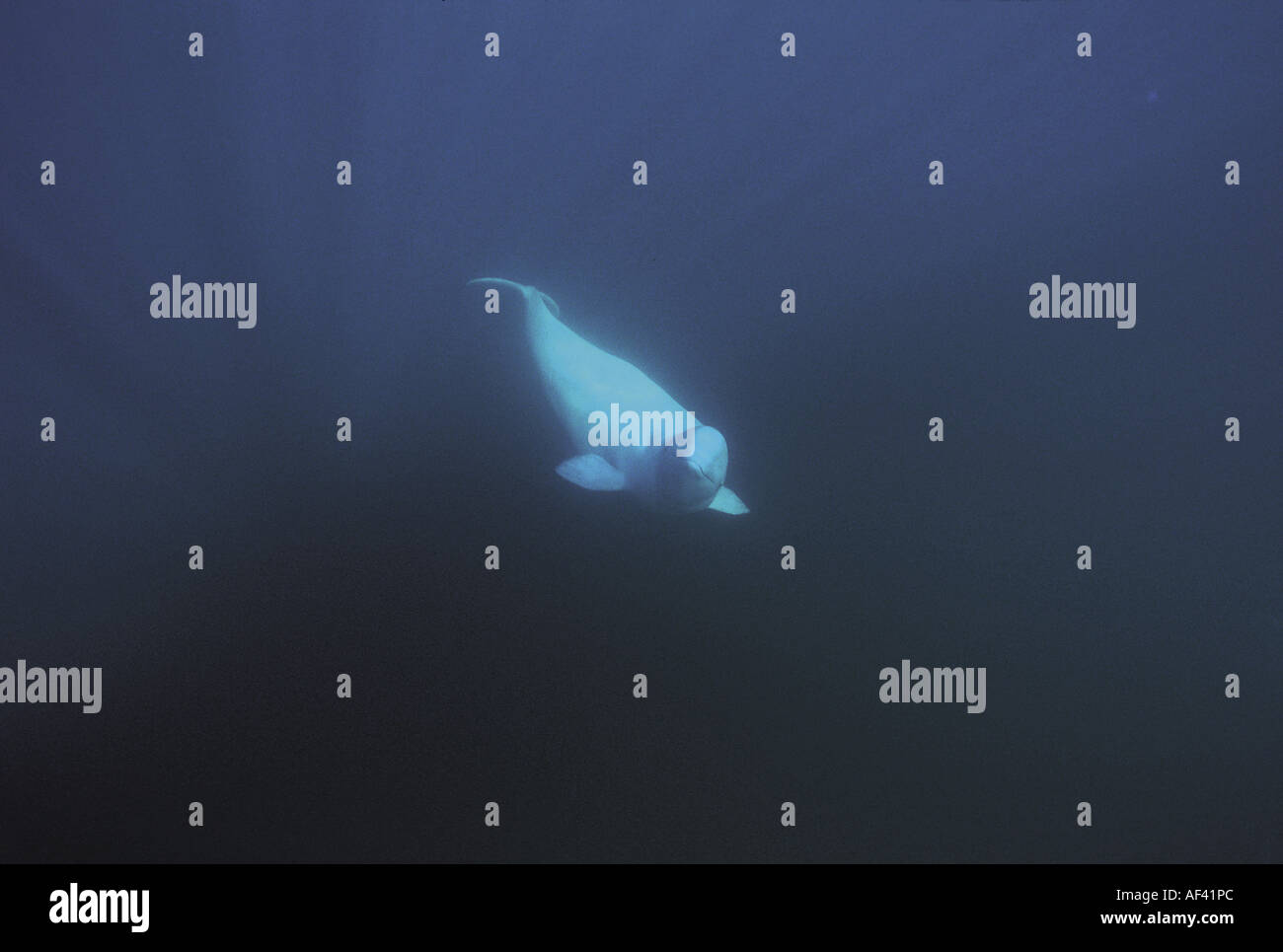 Beluga whale or Sea Canary Delphinapterus leucas Manitoba Churchill and ...