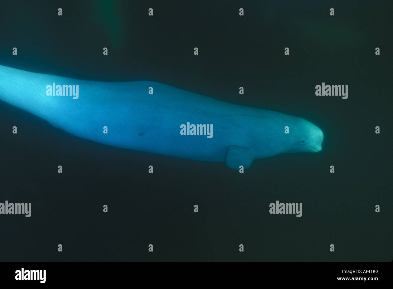 Beluga whale or Sea Canary Delphinapterus leucas Manitoba Churchill and ...
