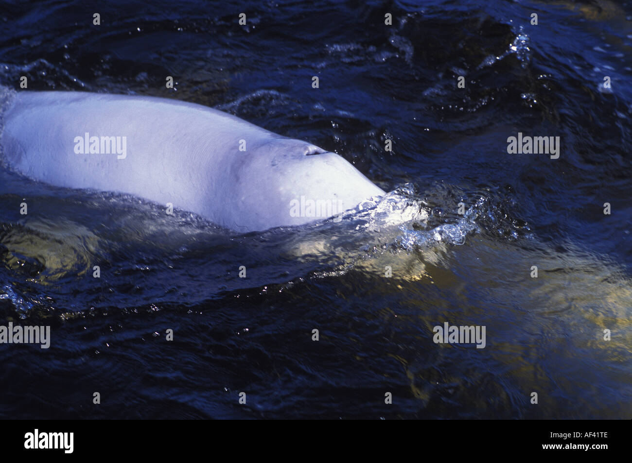 Beluga whale or Sea Canary Delphinapterus leucas Manitoba Churchill and ...