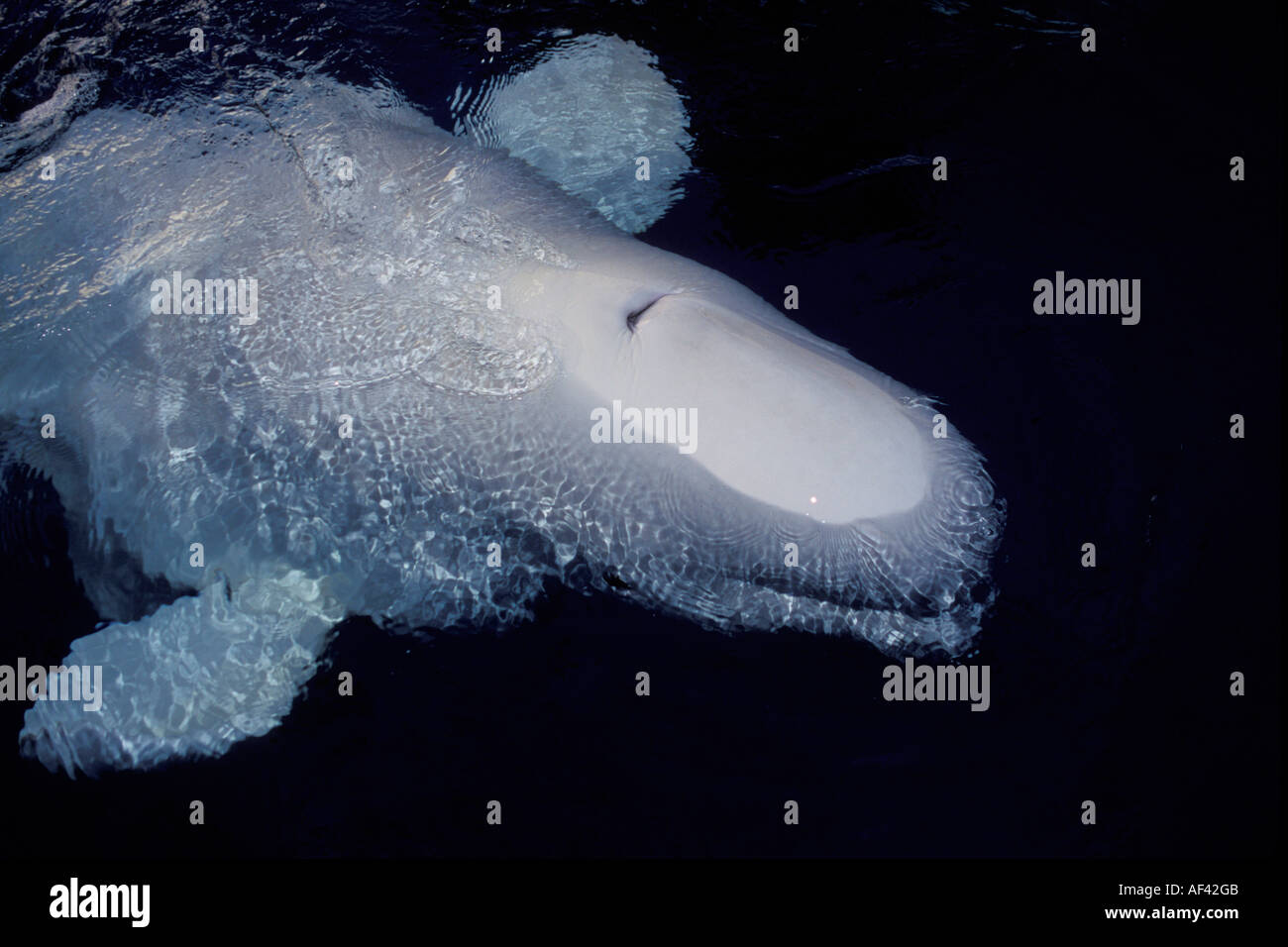 Beluga whale or Sea Canary Delphinapterus leucas Manitoba Churchill and ...
