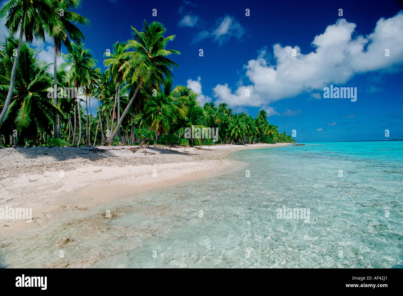 The tropical Pacific is known for its scenic landscapes of palm trees ...