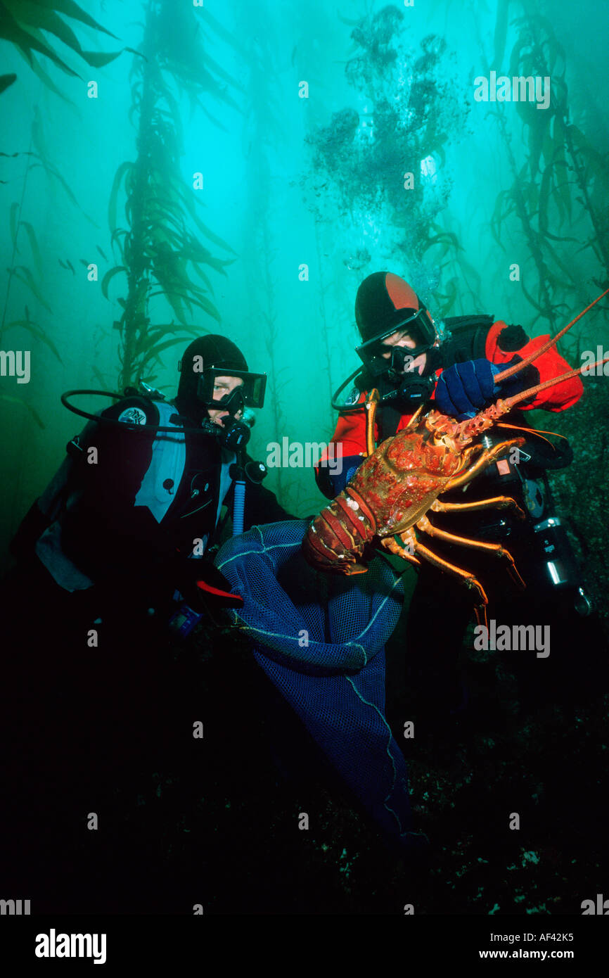 Divers collecting a California Spiny Lobster Panulirus interruptus ...