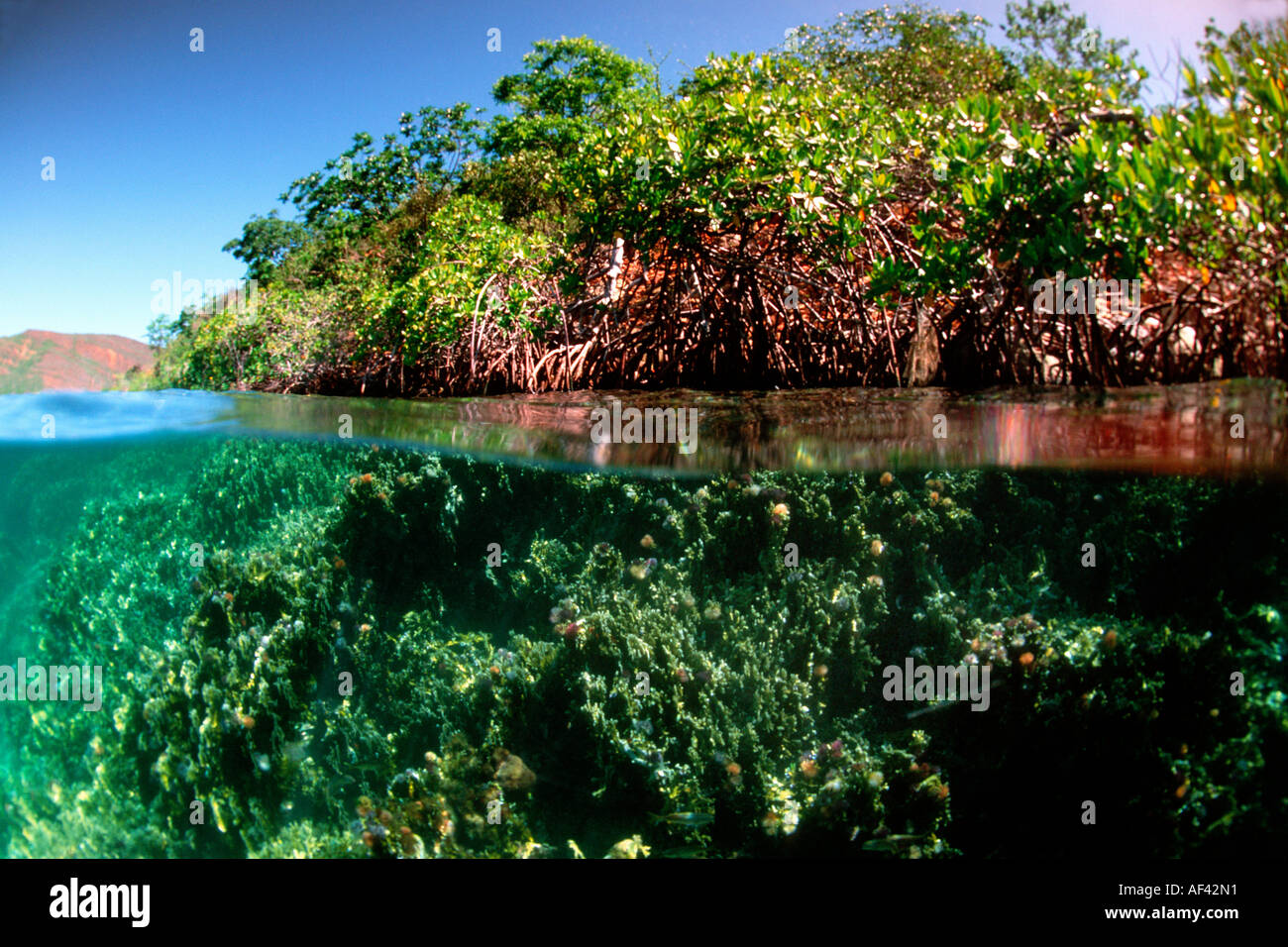 Red mangrove venezuela hi-res stock photography and images - Alamy
