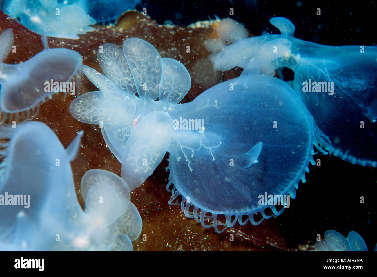 Melibe hi-res stock photography and images - Alamy