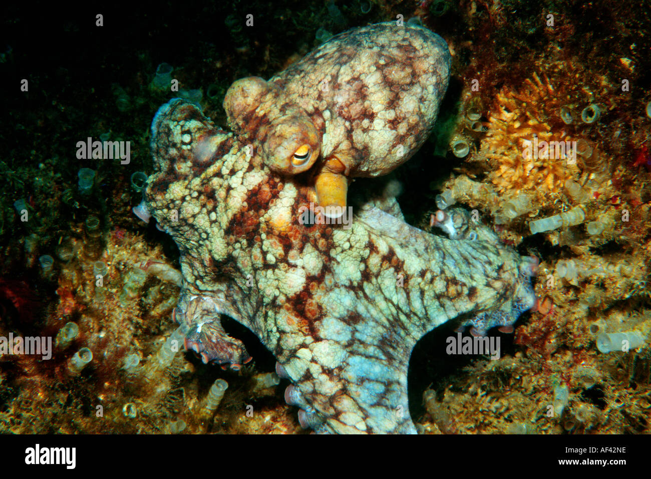 California two spot octopus hi-res stock photography and images - Alamy