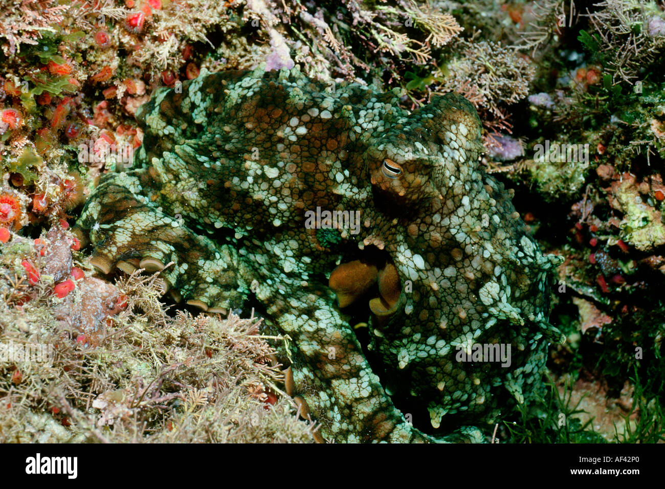 Two spot octopus hi-res stock photography and images - Alamy