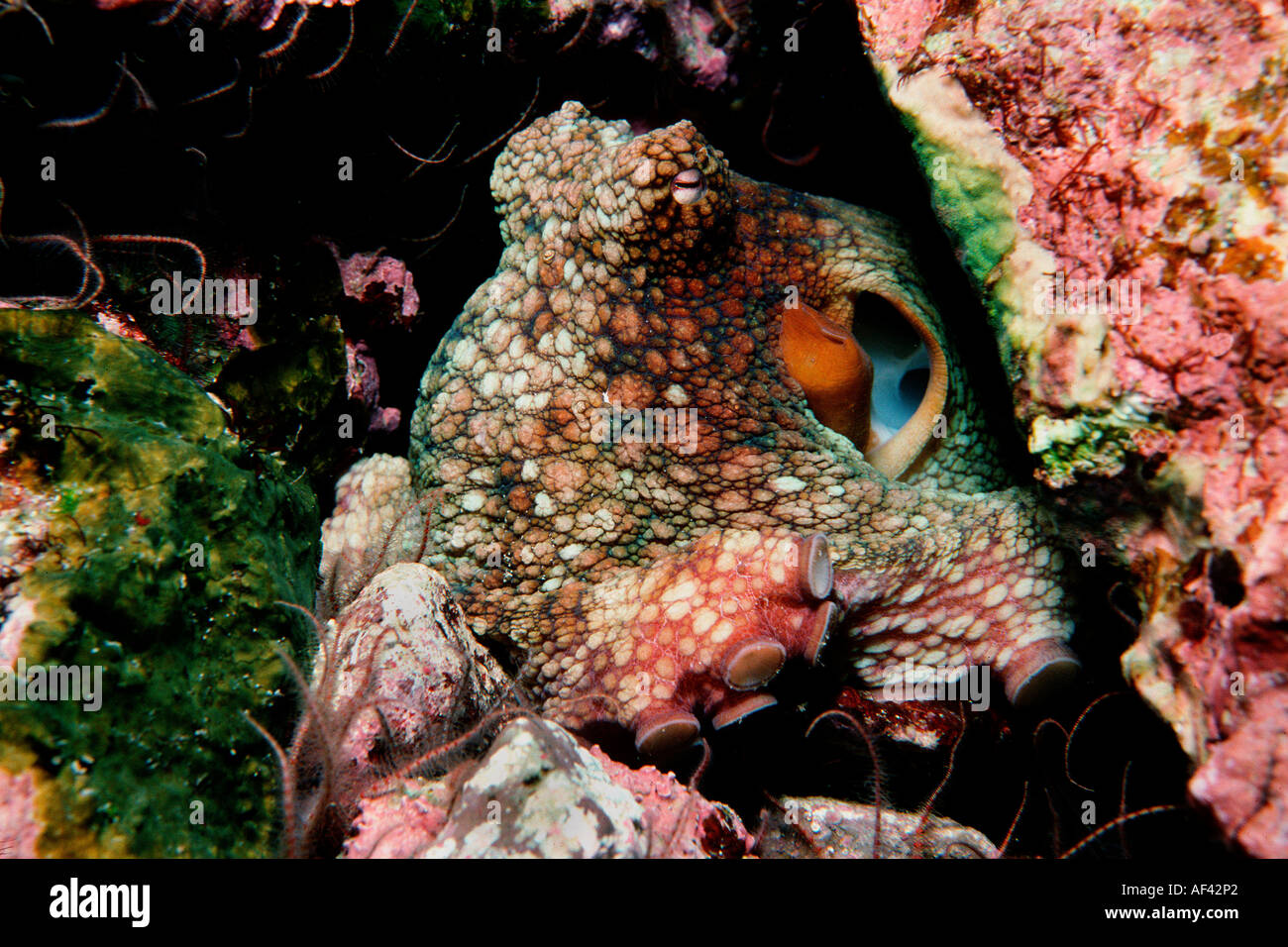 Two spot octopus Octopus bimaculatus Sea of Cortez Mexico Stock Photo ...