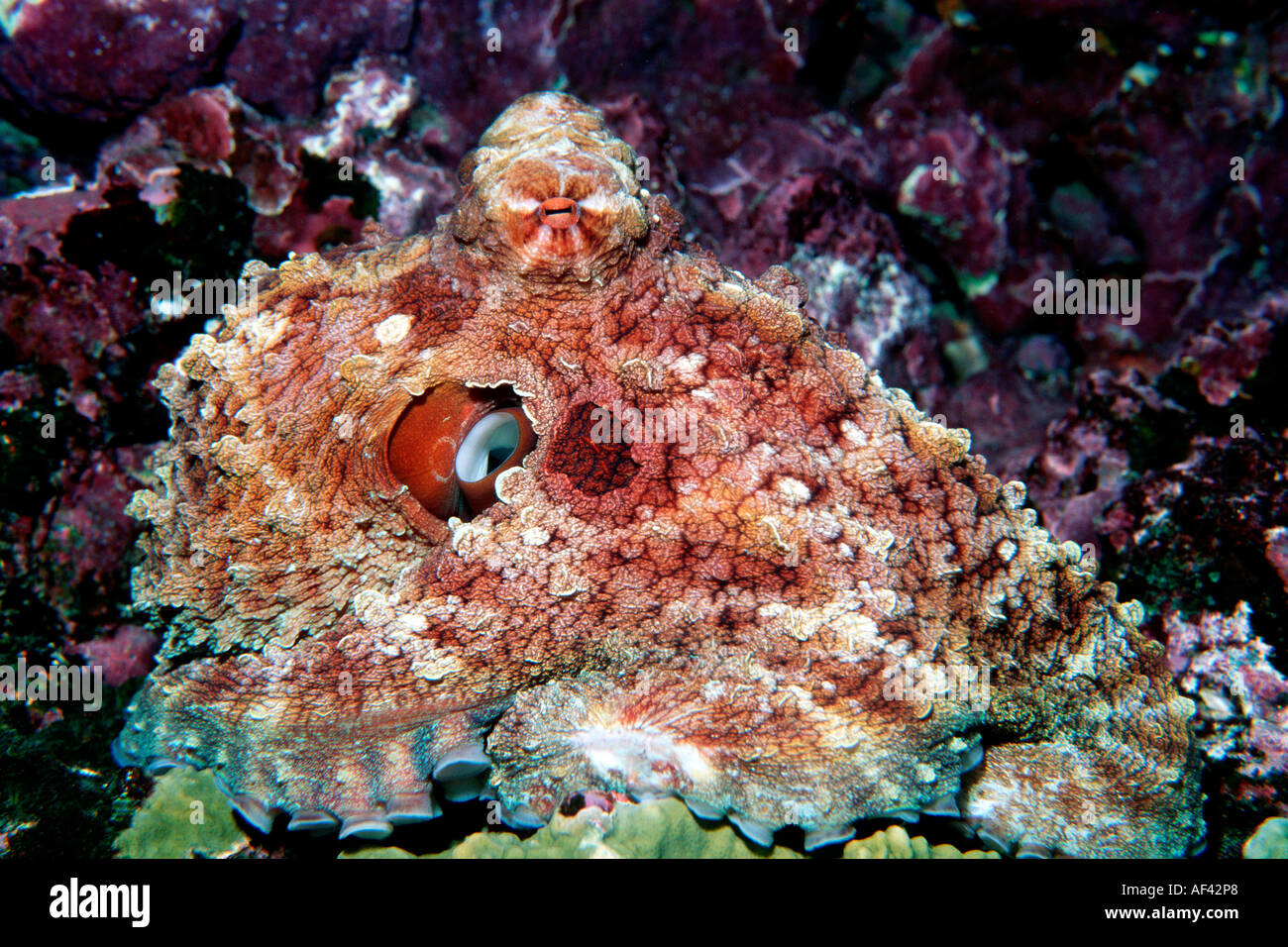 Common reef octopus Octopus cyanea Marquesas Islands Pacific Ocean ...