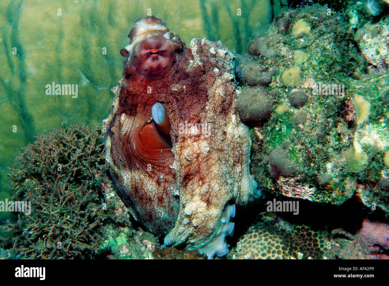 Common reef octopus Octopus cyanea Marquesas Islands Pacific Ocean ...