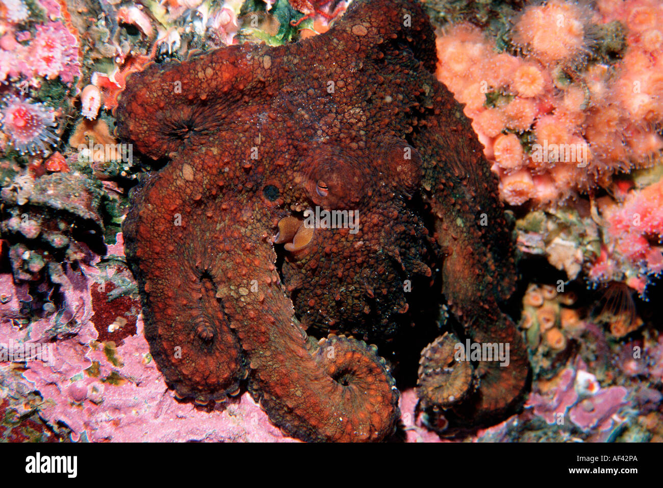 Two spot octopus Octopus bimaculatus California Pacific Ocean Stock ...