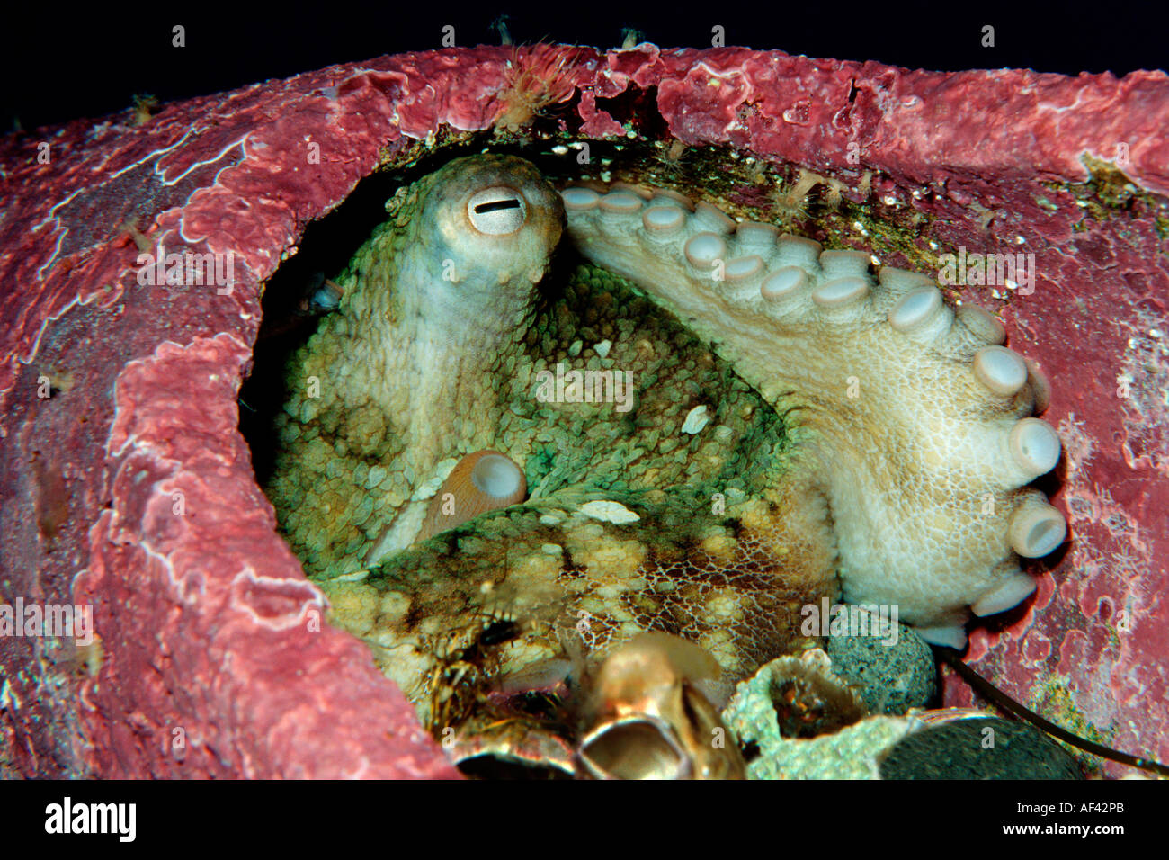 Two spot octopus Octopus bimaculatus California Pacific Ocean Stock ...