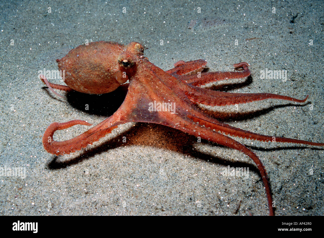 Two spot octopus Octopus bimaculatus California Pacific Ocean Stock ...