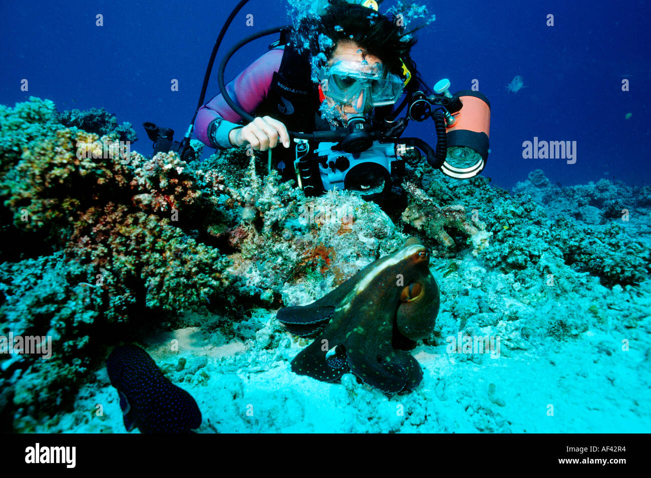 Common reef octopus Octopus cyanea Fiji Indo Pacific Ocean Stock Photo ...