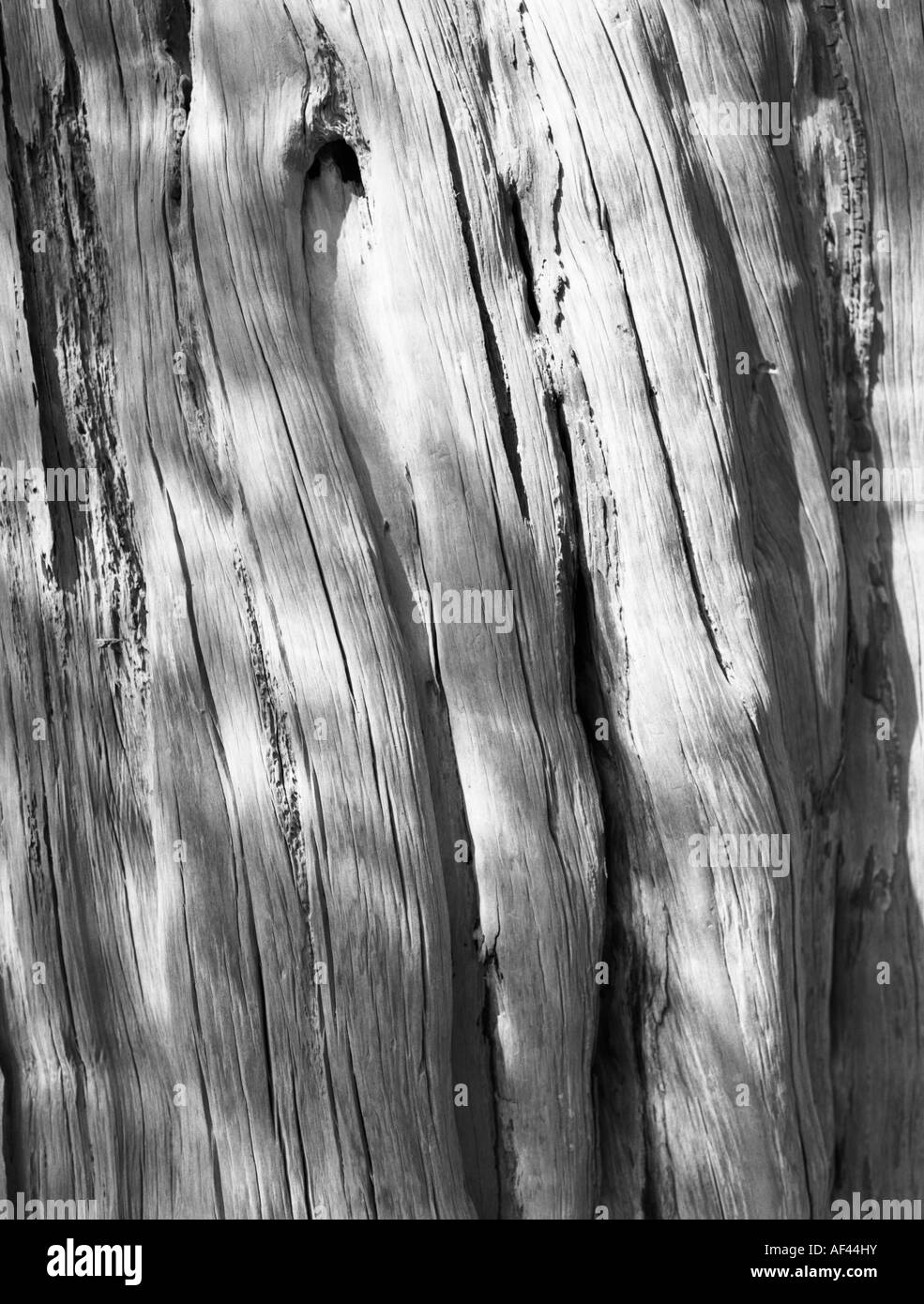 Solid black tree shape hi-res stock photography and images - Alamy