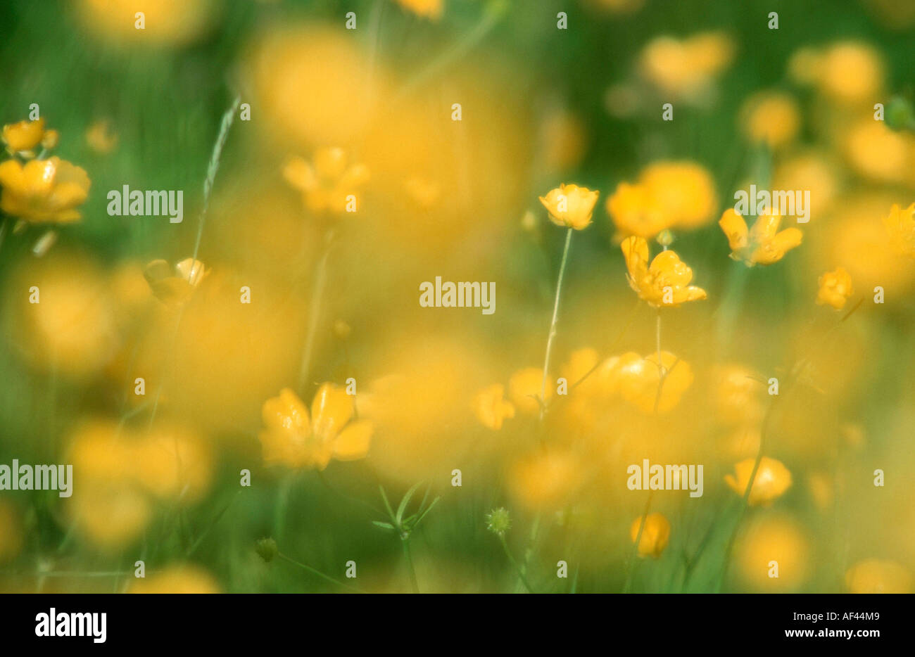 Buttercups, Dalarna, Sweden / (Ranunculus spec Stock Photo - Alamy