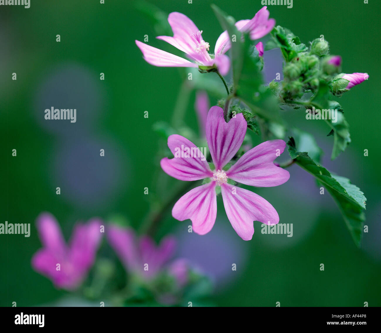 Common Mallow / (Malva sylvestris Stock Photo - Alamy