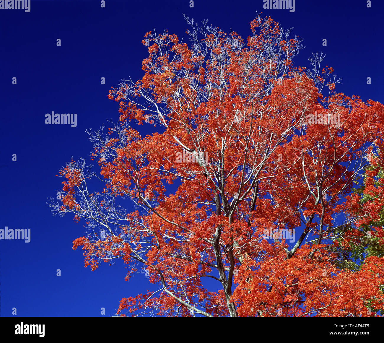 Indian summer vermont hi-res stock photography and images - Alamy