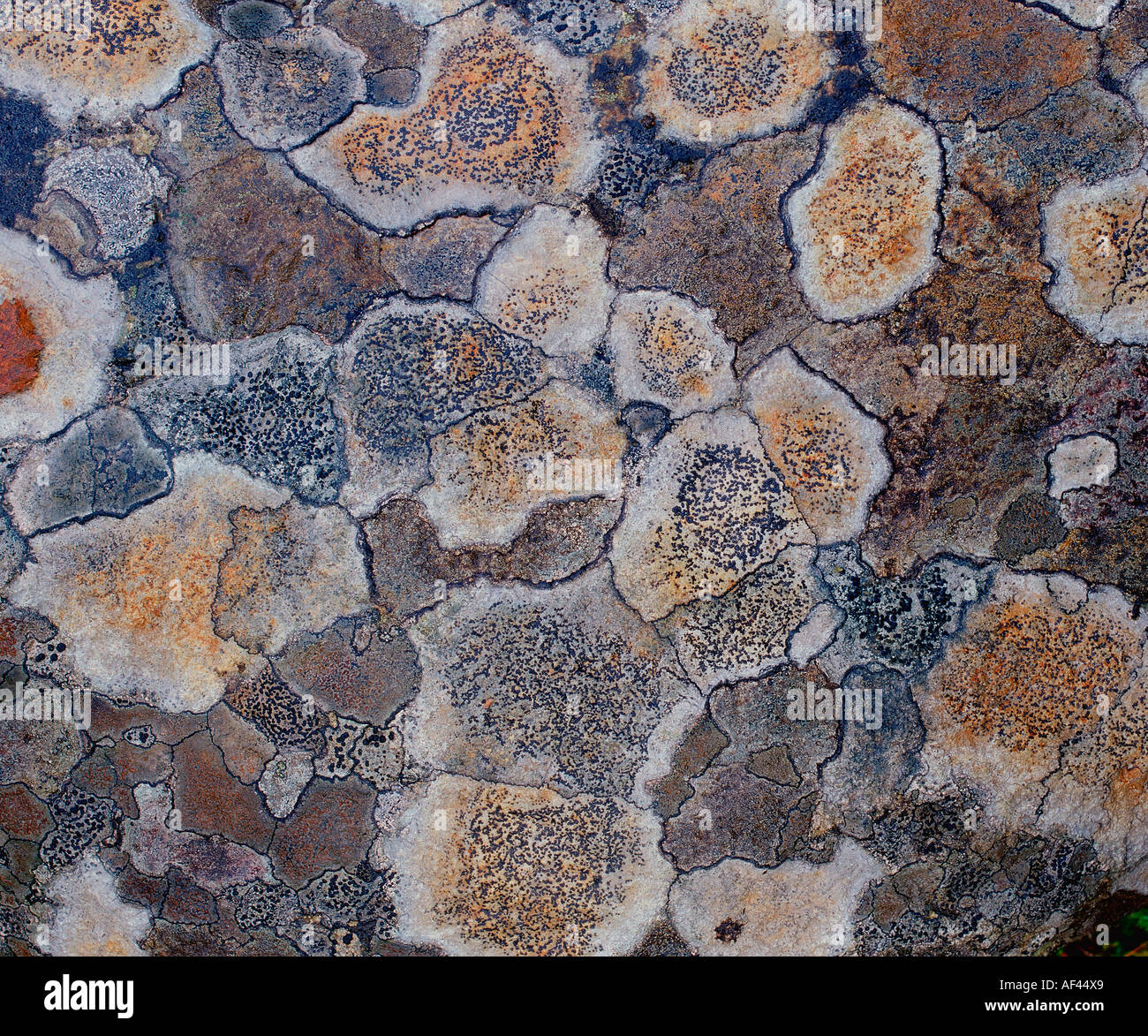Lichen on stone lapland hi-res stock photography and images - Alamy