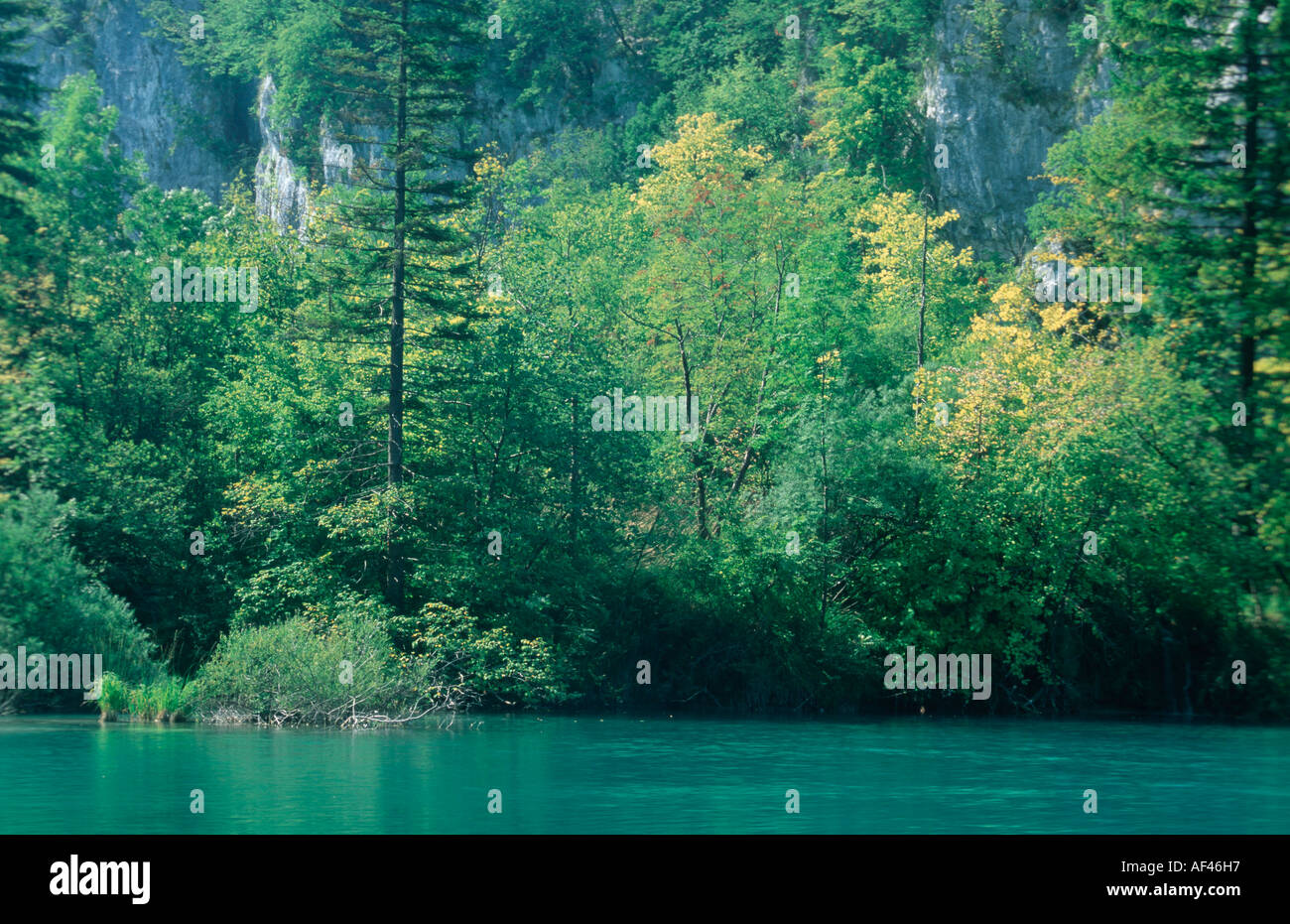 Mixed forest at lake, Plitvice Lakes national parks, Croatia Stock ...