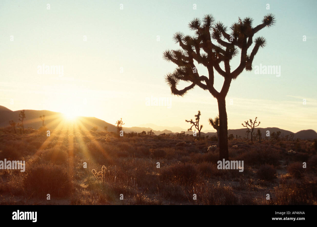 Joshua Tree at sunset, Mojave desert, Joshua Tree national monument ...