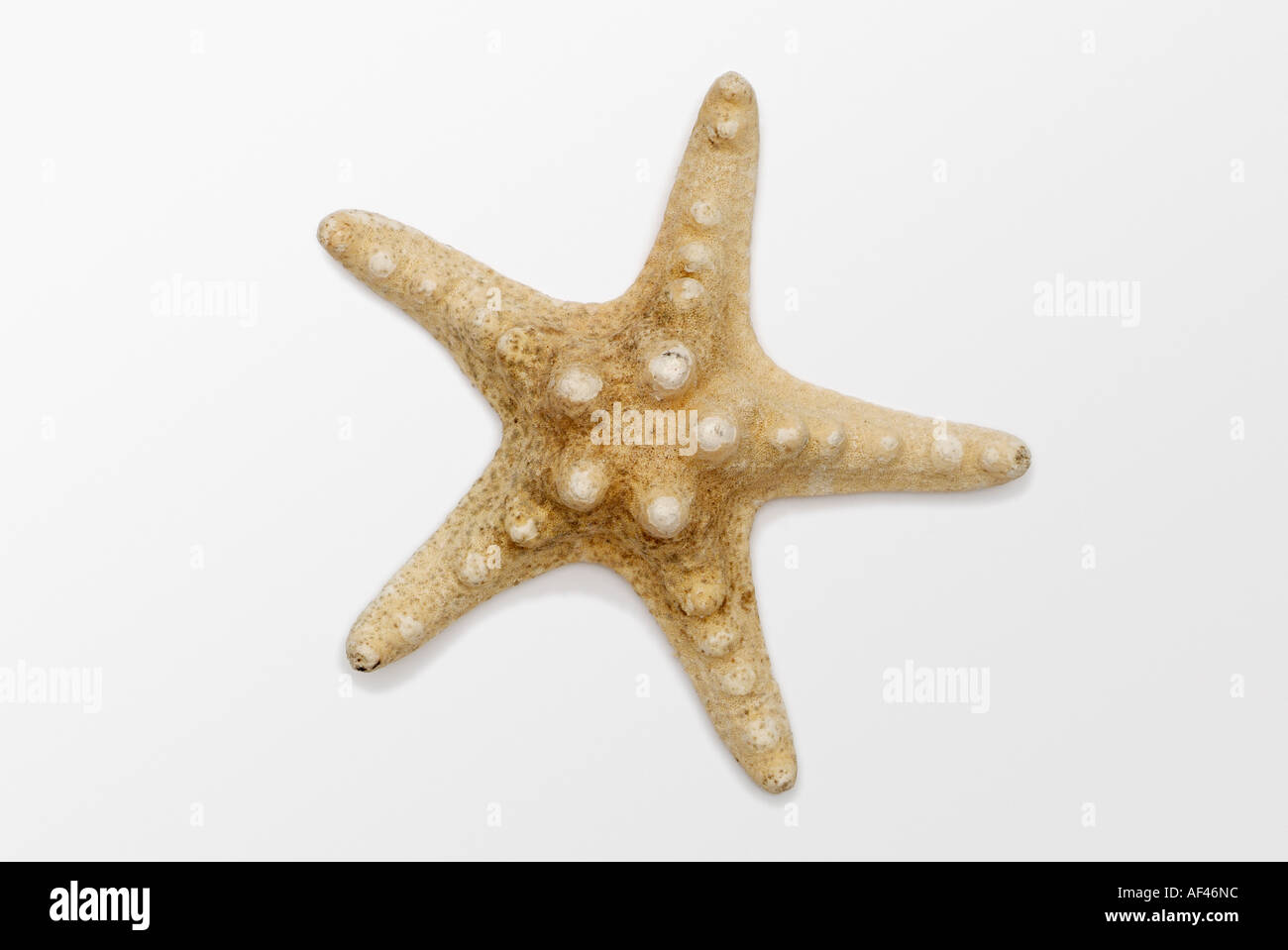 Star fish cut out hi-res stock photography and images - Alamy