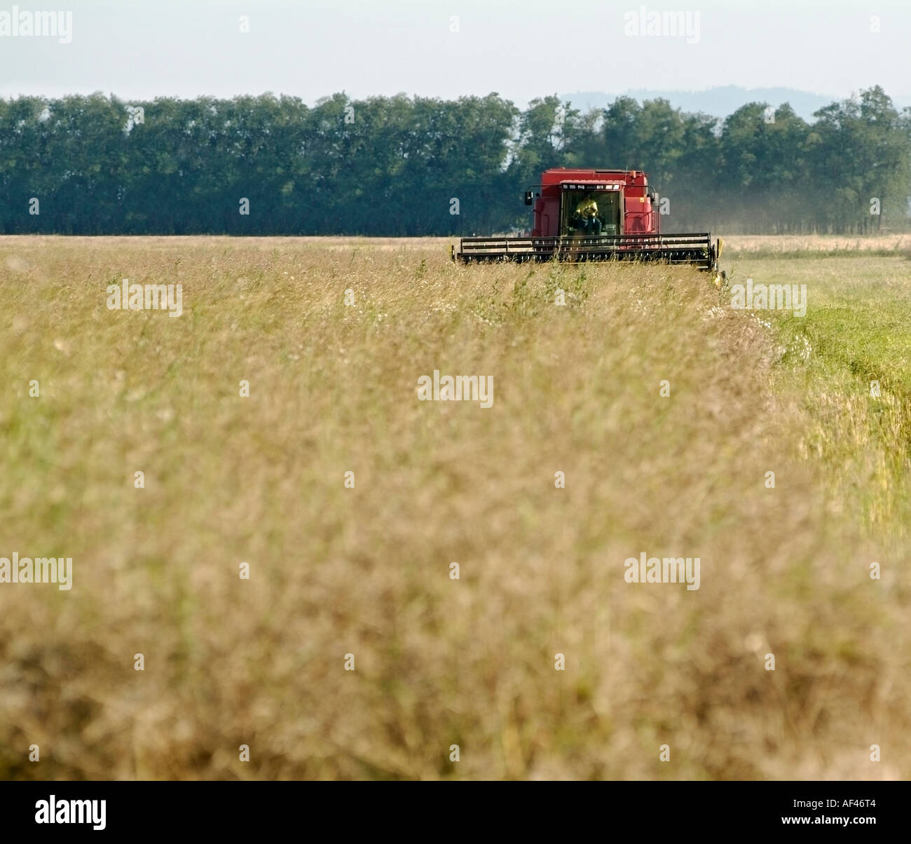 Combine Harvester Harvesting a Field of Canola Oil Seed Stock Photo - Alamy