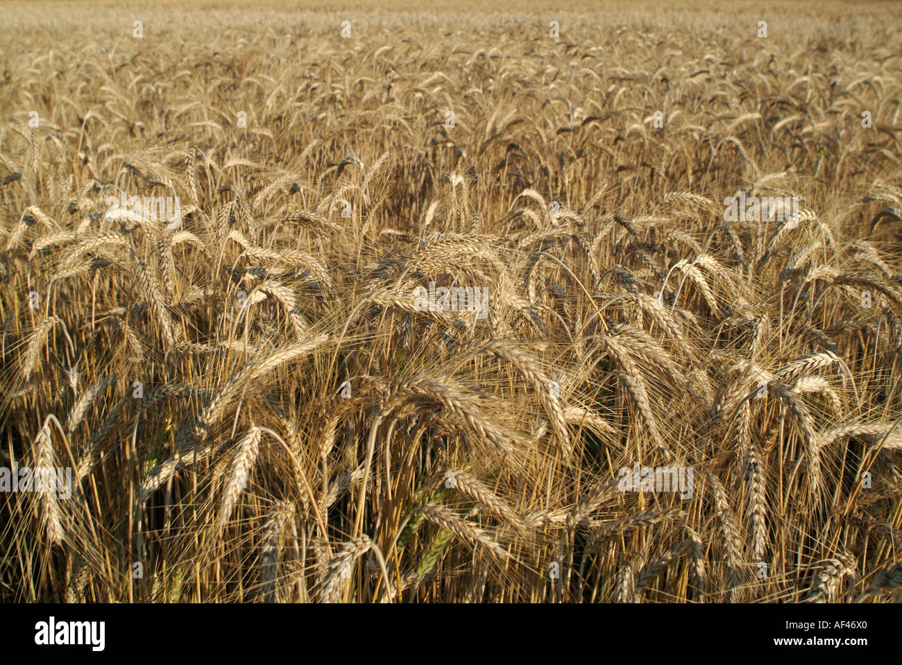 Field corn ready harvesting hi-res stock photography and images - Alamy