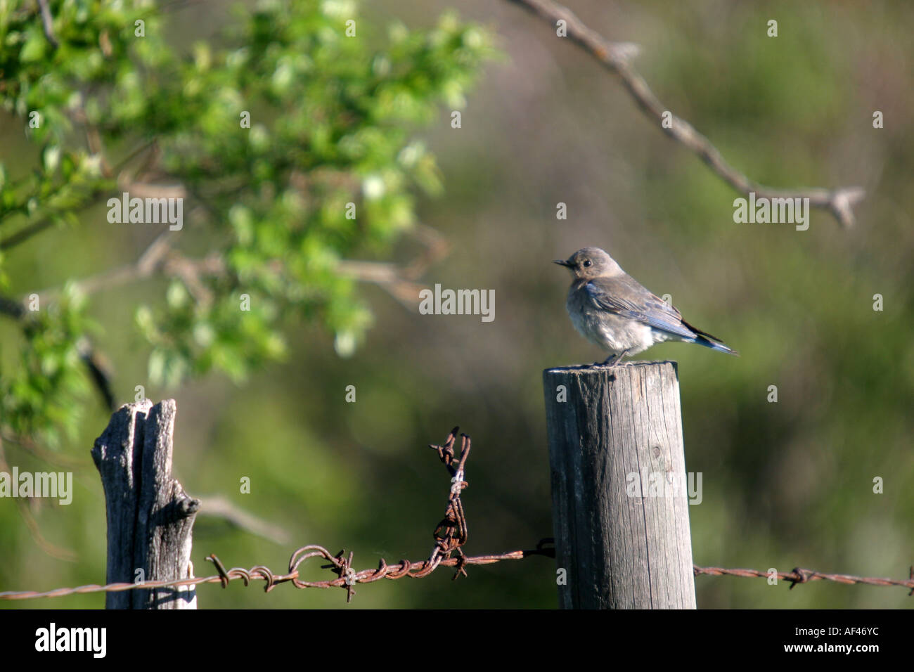 Horizontal Birds of North America Mountain bluebird, sialia currucoides ...