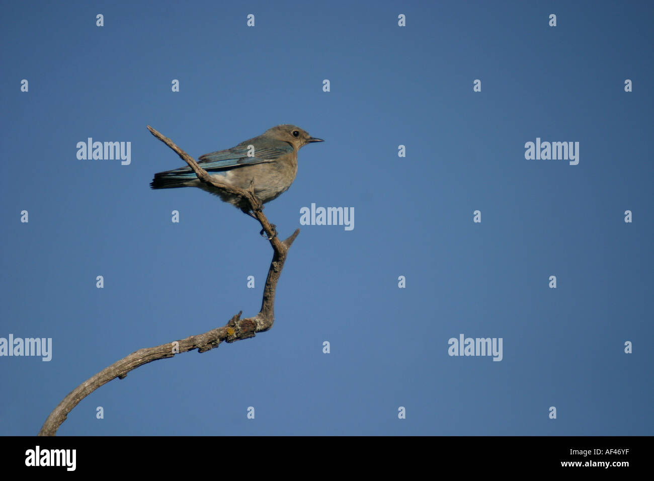 Horizontal Birds of North America Mountain bluebird, sialia currucoides ...