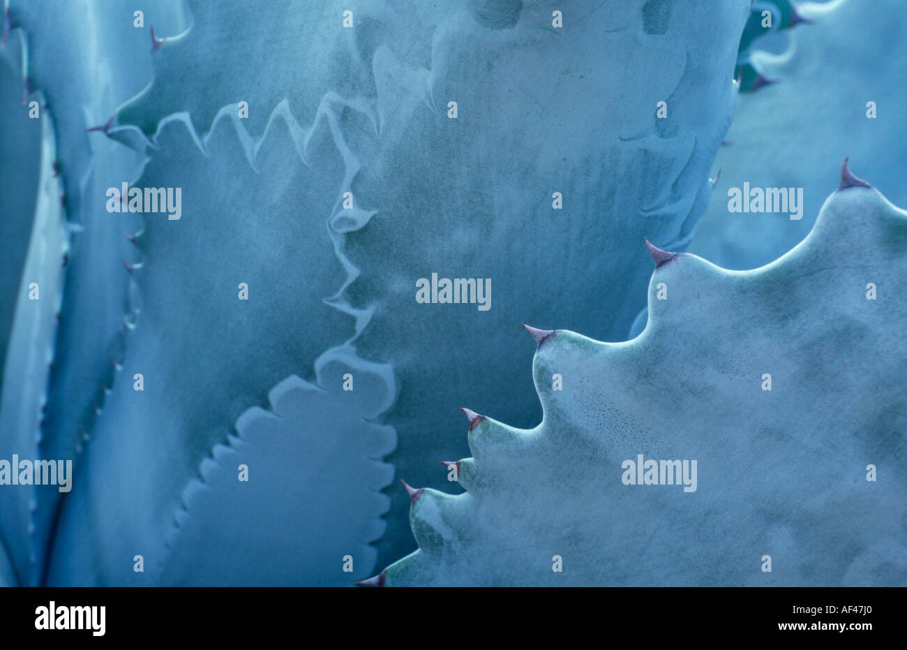 Agave, leaf detail / (Agave spec Stock Photo - Alamy