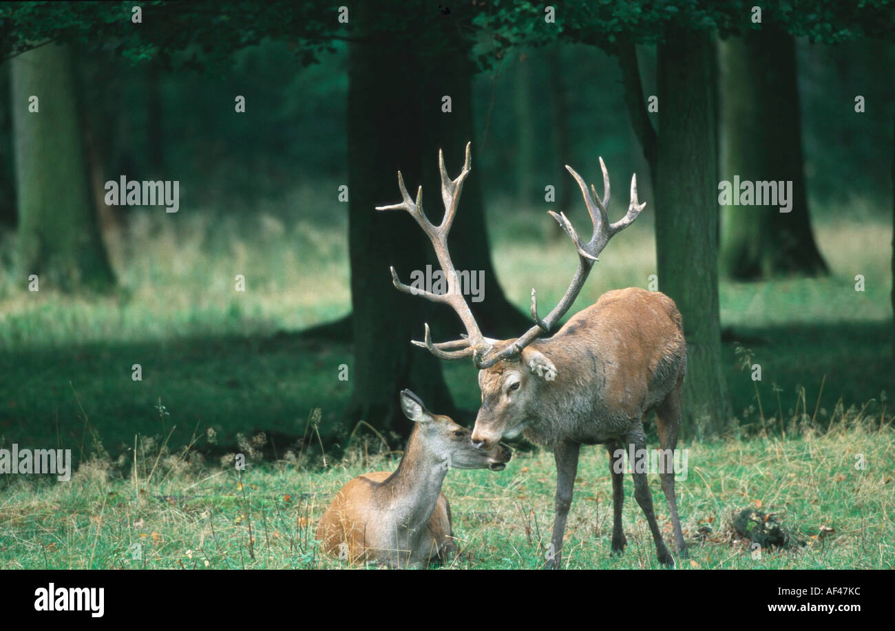 Pair of hoofed animals hi-res stock photography and images - Alamy