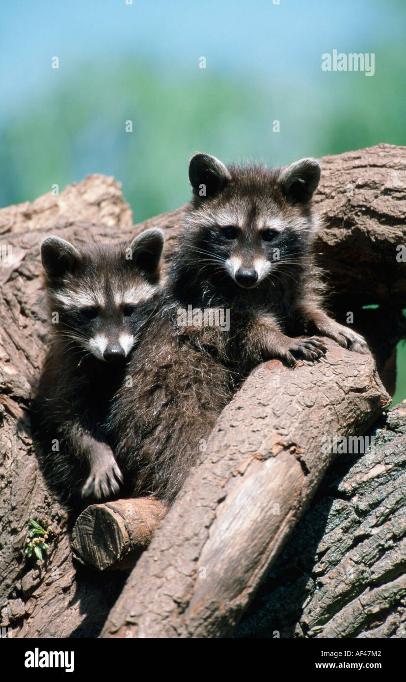 Two raccoon hi-res stock photography and images - Alamy