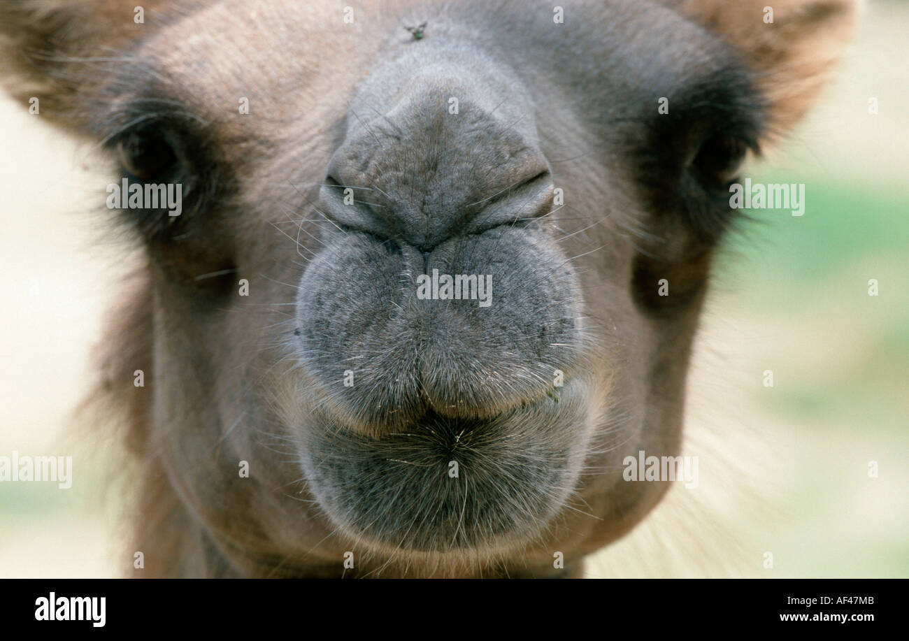 Two-humped Camel / (Camelus bactrianus) / Bactrian Camel Stock Photo ...