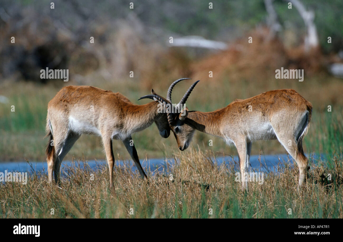 Male lechwe fighting hi-res stock photography and images - Alamy