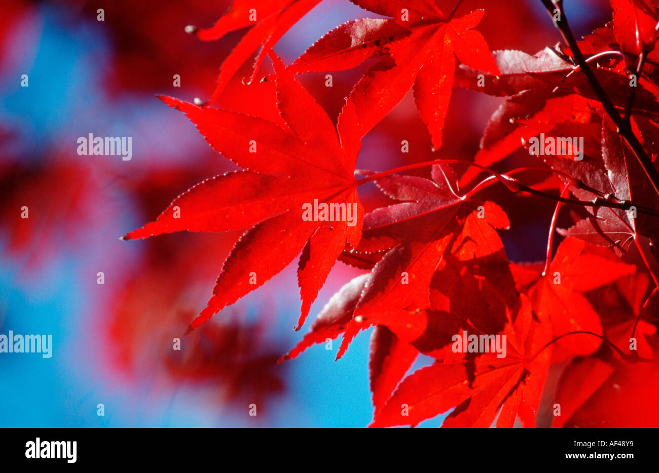 Japanese Maple / (Acer japonicum Stock Photo - Alamy