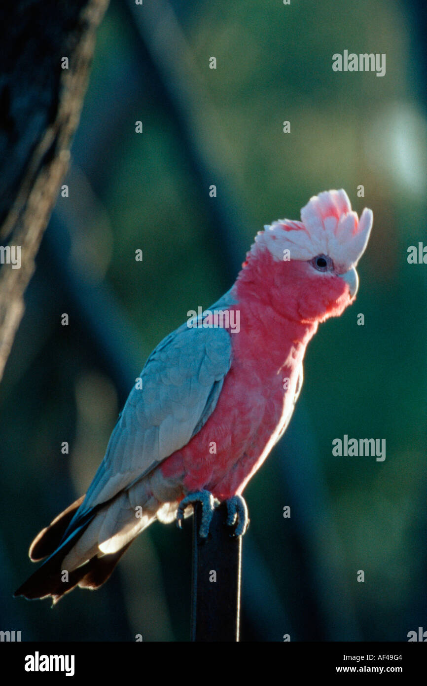 Roseate Cockatoo, Cabramatta Creek, Australia / (Eolophus roseicappilus ...