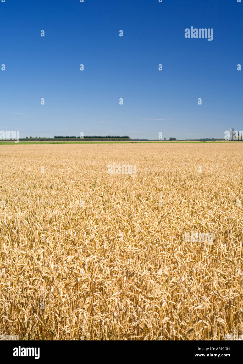 A healthy wheat field Stock Photo - Alamy