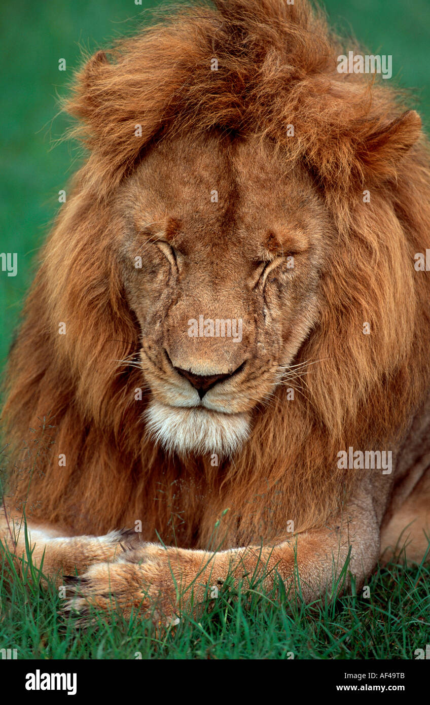 African Lions, male, Massai Mara Game Reserve, Kenya / (Panthera leo ...