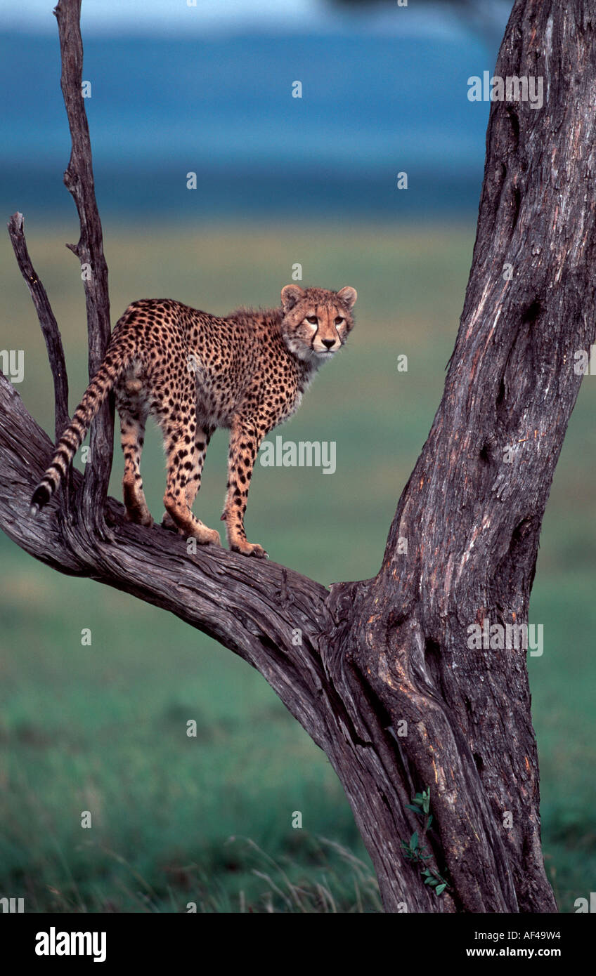 Cheetah on tree hi-res stock photography and images - Alamy