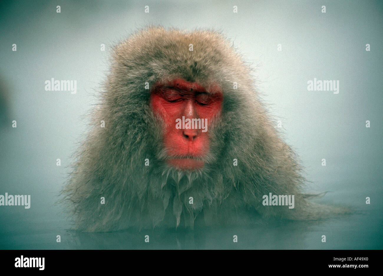 Japanese Macaque, resting in hot water, Hell's Canyon, Japan / (Macaca ...