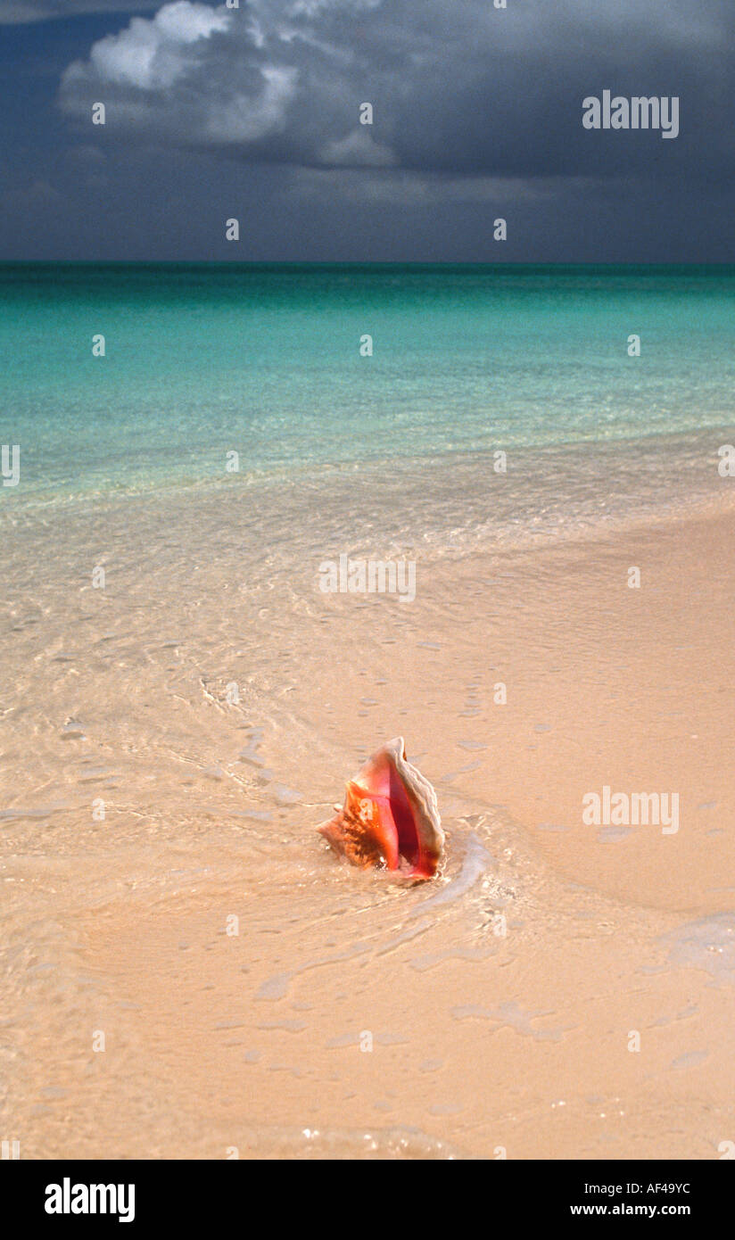 M shell hi-res stock photography and images - Alamy